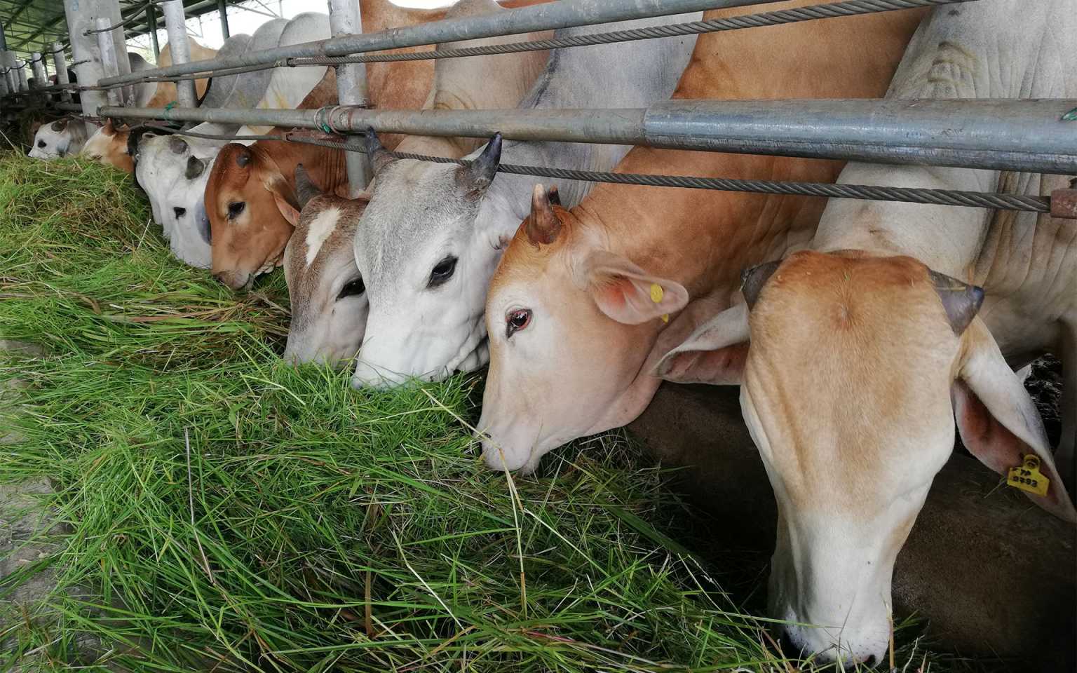 Kenaikan harga lembu tidak halang umat Islam jalani ibadah korban - Yayasan Dakwah Islamiah Malaysia